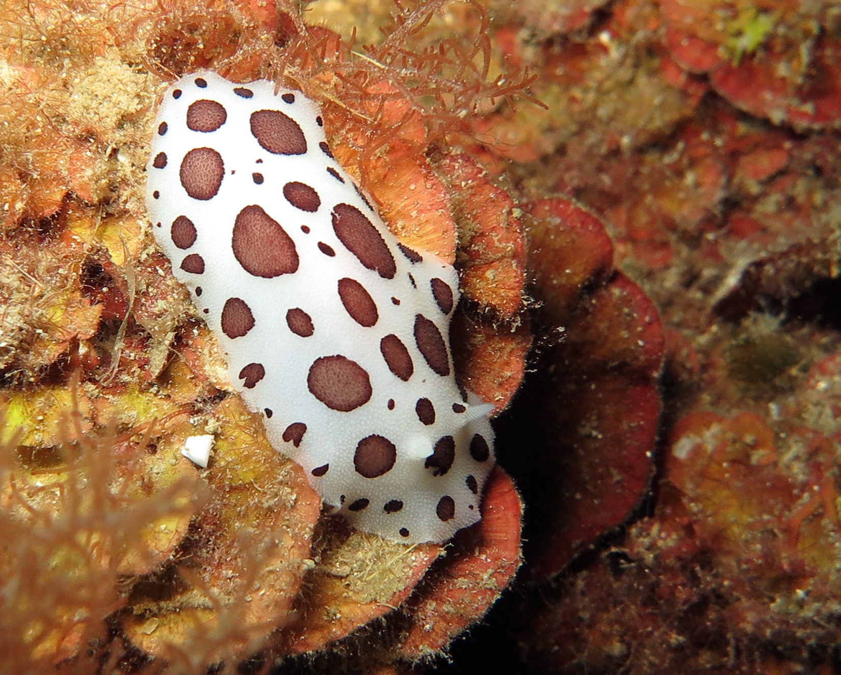 Dotted seaslug - Institut océanographique Paul Ricard