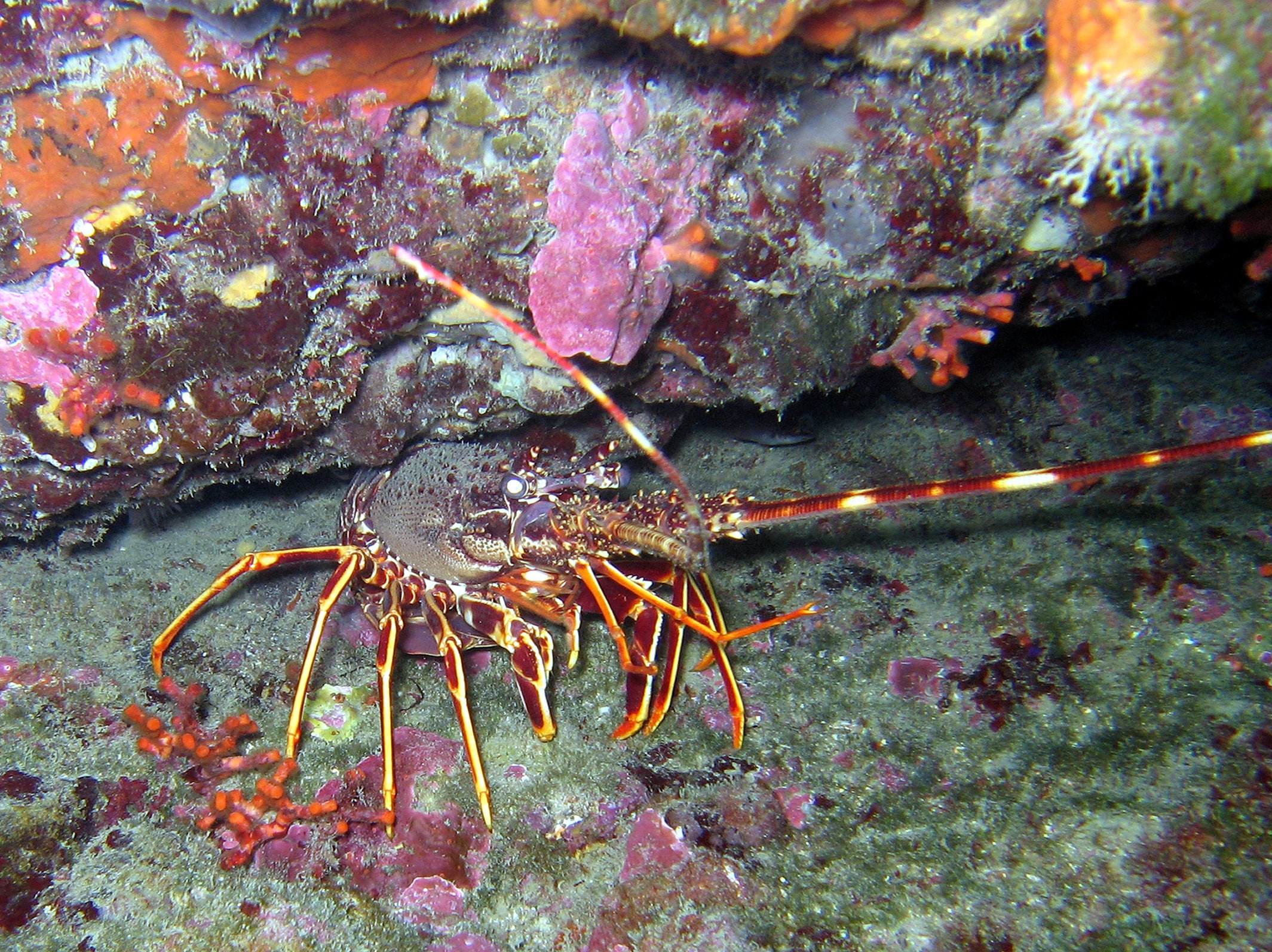 Spiny lobster - Institut océanographique Paul Ricard
